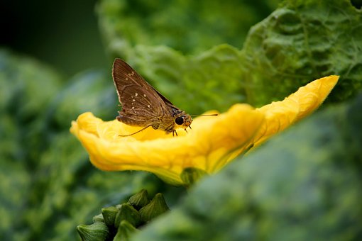 9+ Free Buterflies & Buterfly Photos