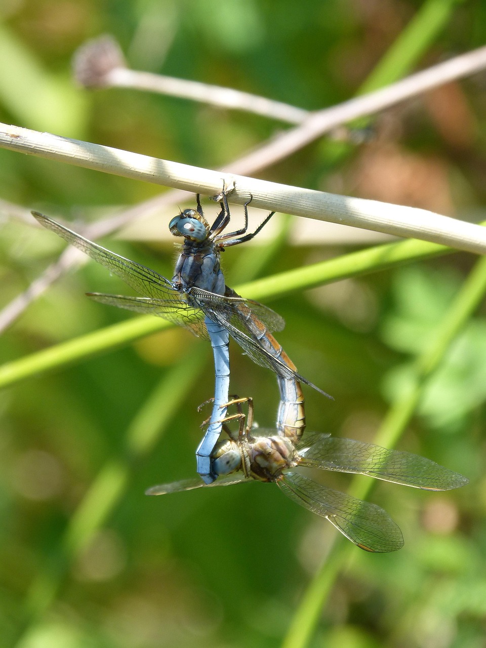 Libellule Bleue Couple - Photo gratuite sur Pixabay - Pixabay