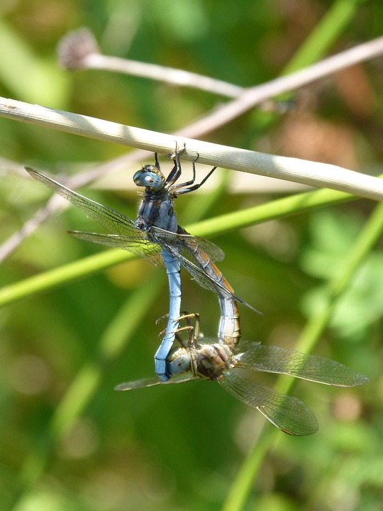Dragonfly Blue Couple - Free photo on Pixabay