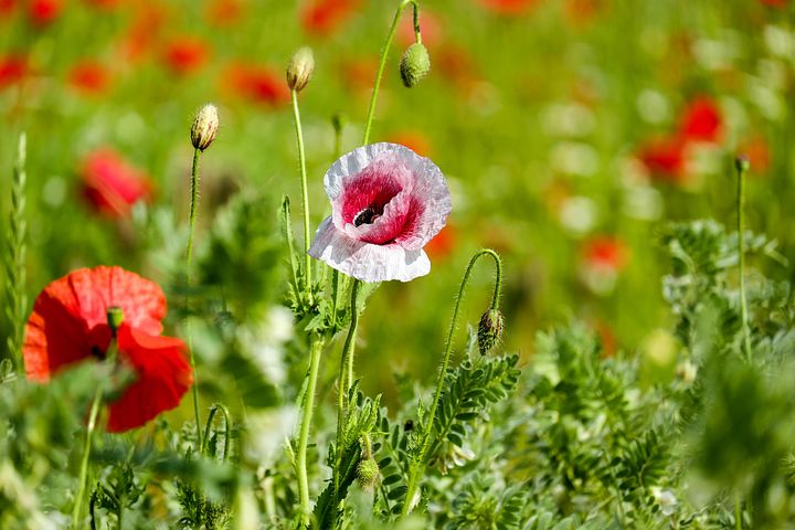 9,000+ Free Poppy & Nature Images