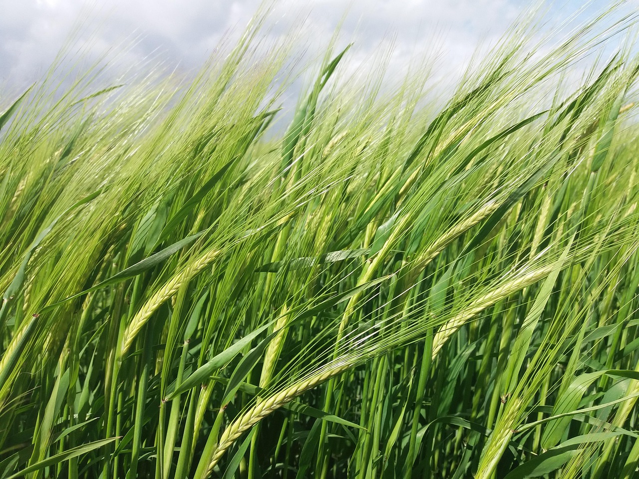 Wheat Field Nature - Free photo on Pixabay - Pixabay