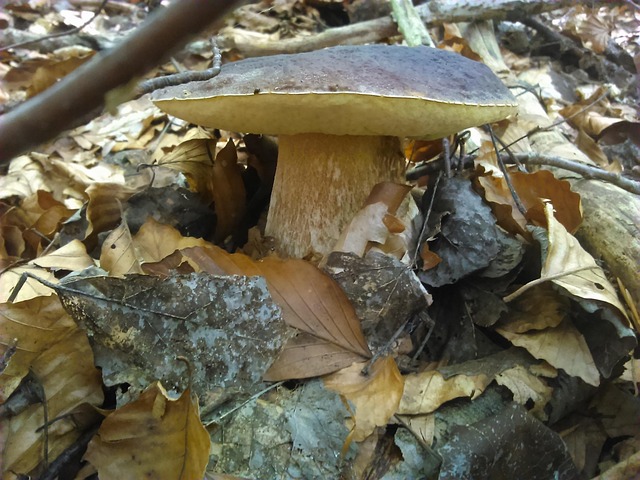 Mushroom Huba Forest - Free photo on Pixabay - Pixabay