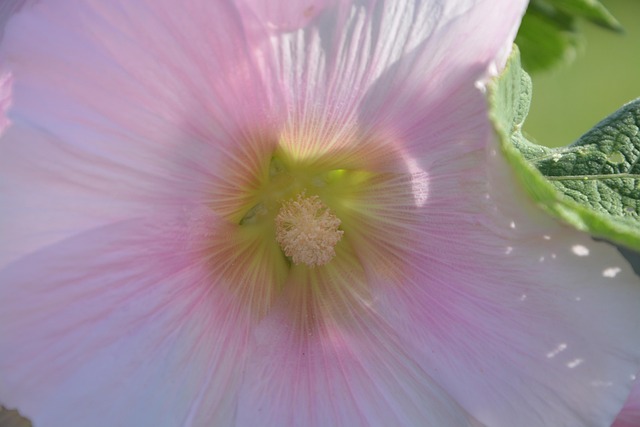 Pink Flower Garden Nature - Free photo on Pixabay