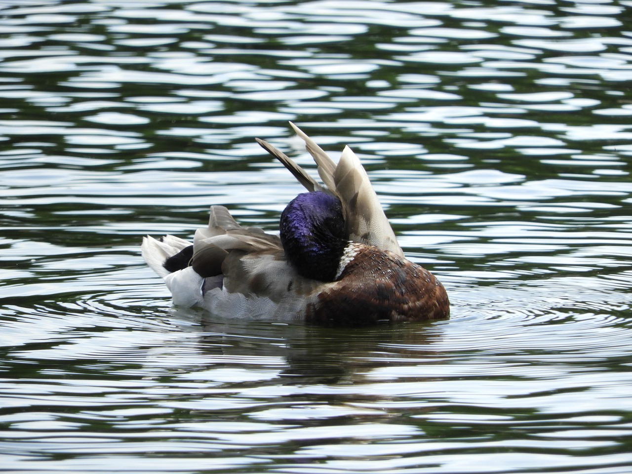Waterfowl Duck Bird Aquatic Animal - Free photo on Pixabay