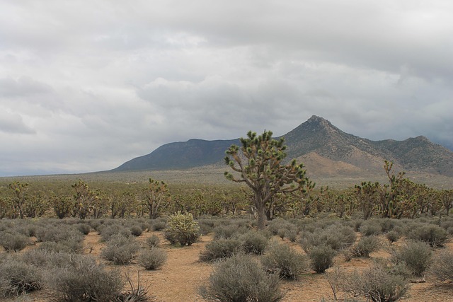 Arizona Josua Arbre Désert - Photo gratuite sur Pixabay - Pixabay