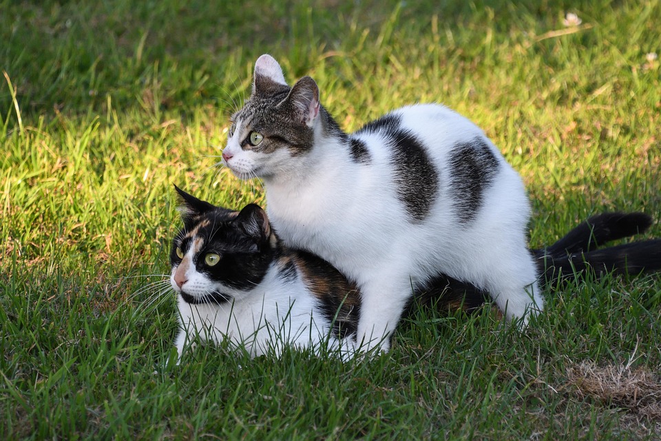Cat Two Cats Play - Free photo on Pixabay