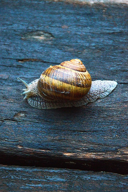 Snail Animal Nature - Free photo on Pixabay