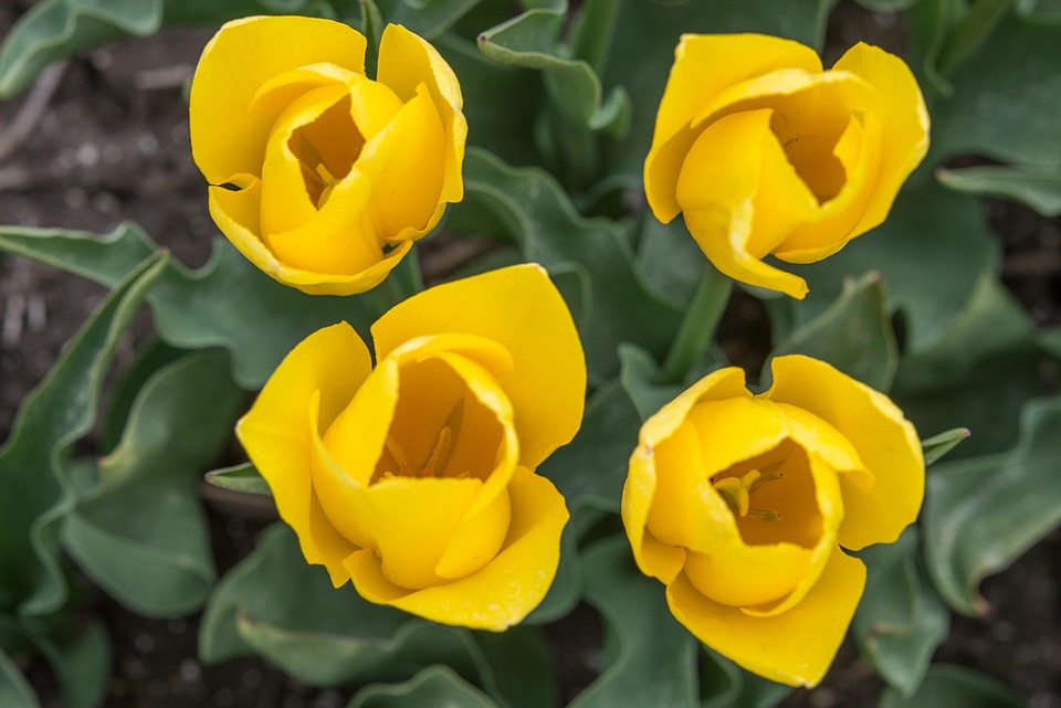 Yellow Tulips Fields - Free photo on Pixabay