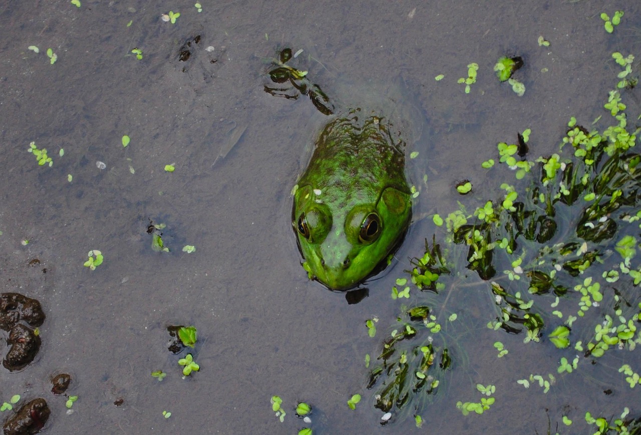 Frog Pond Spring - Free photo on Pixabay