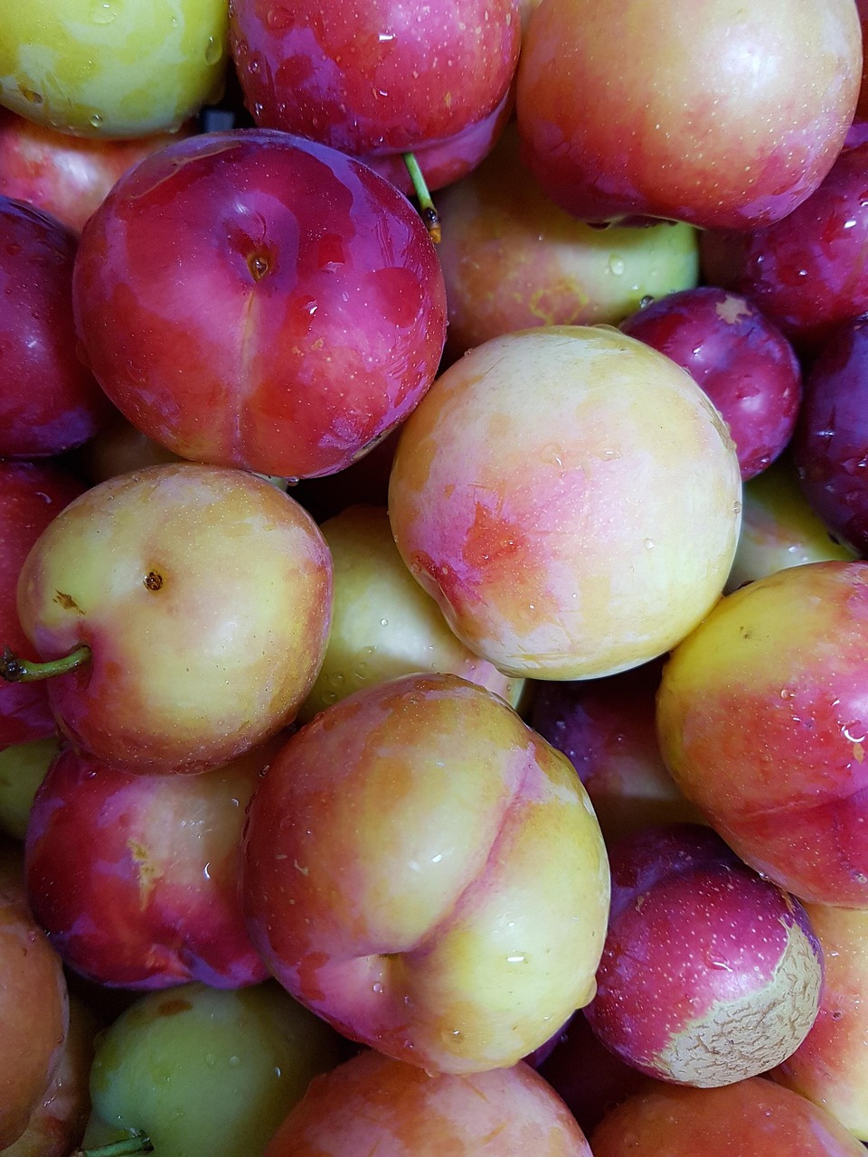 Plum For Analysis Put - Free photo on Pixabay - Pixabay