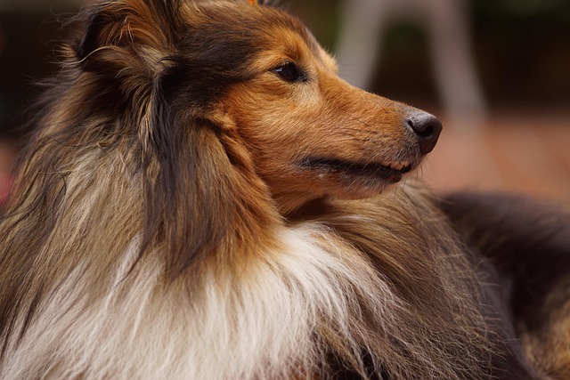 300+ Free Sheltie & Dog Images - Pixabay