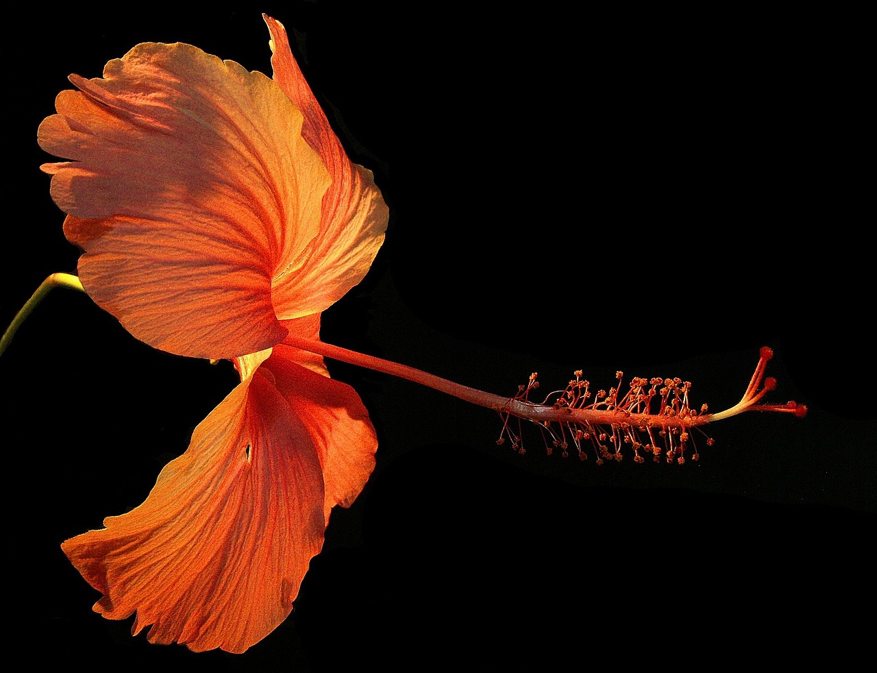 Flores Negro Belleza - Foto gratis en Pixabay - Pixabay