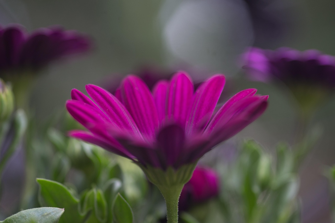 Blumen Garten - Kostenloses Foto auf Pixabay - Pixabay