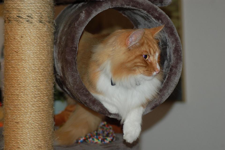 Gato Del Bosque Noruego Cat Gatos - Foto gratis en Pixabay - Pixabay