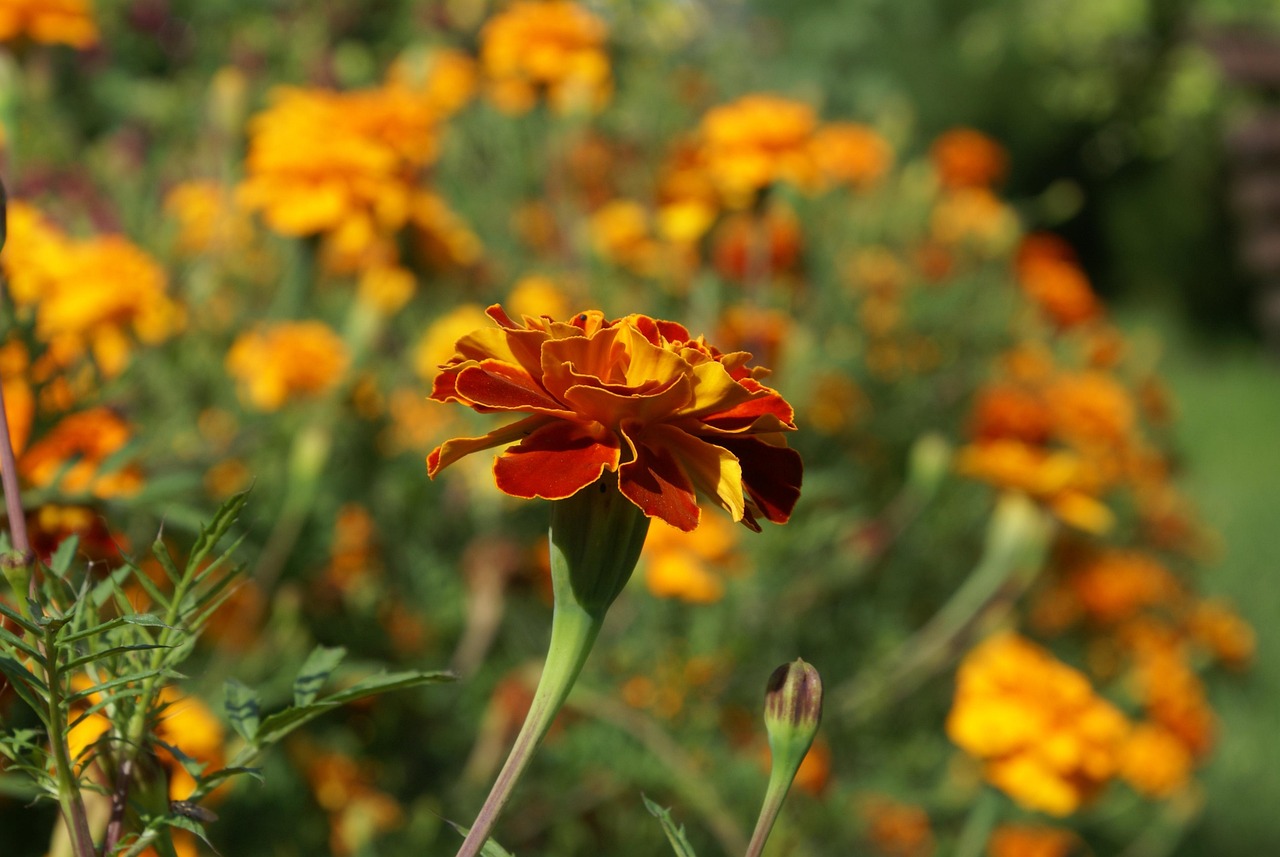 Flor Primer Plano Planta - Foto gratis en Pixabay - Pixabay