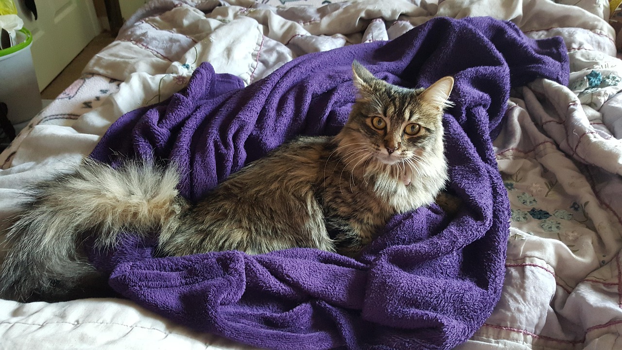 Maine Coon Gato - Foto gratuita no Pixabay - Pixabay