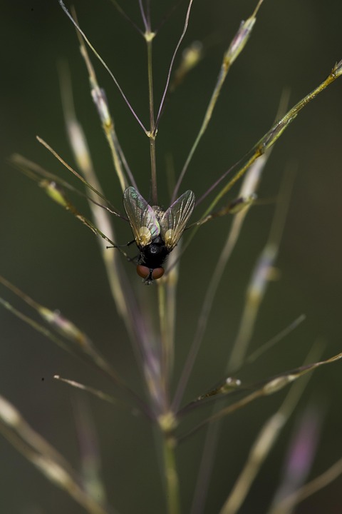 Flies Grass - Free photo on Pixabay - Pixabay