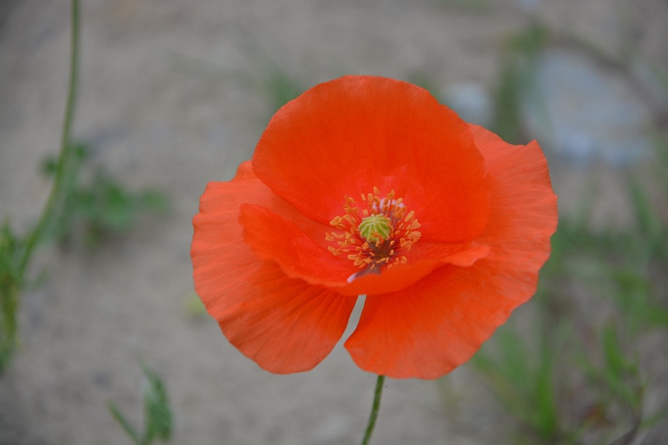 Poppy Bunga Merah - Foto gratis di Pixabay - Pixabay