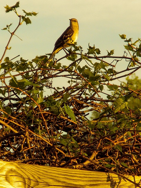 Mockingbird Spring Nature - Free photo on Pixabay - Pixabay