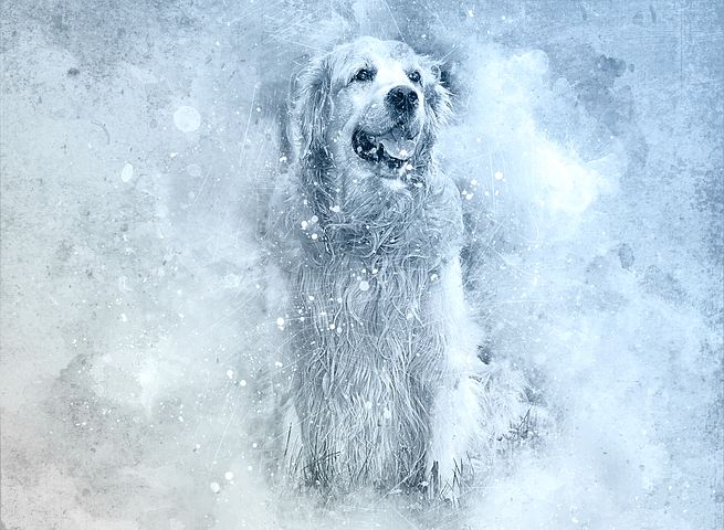 400+ Free Dog Art & Dog Images - Pixabay