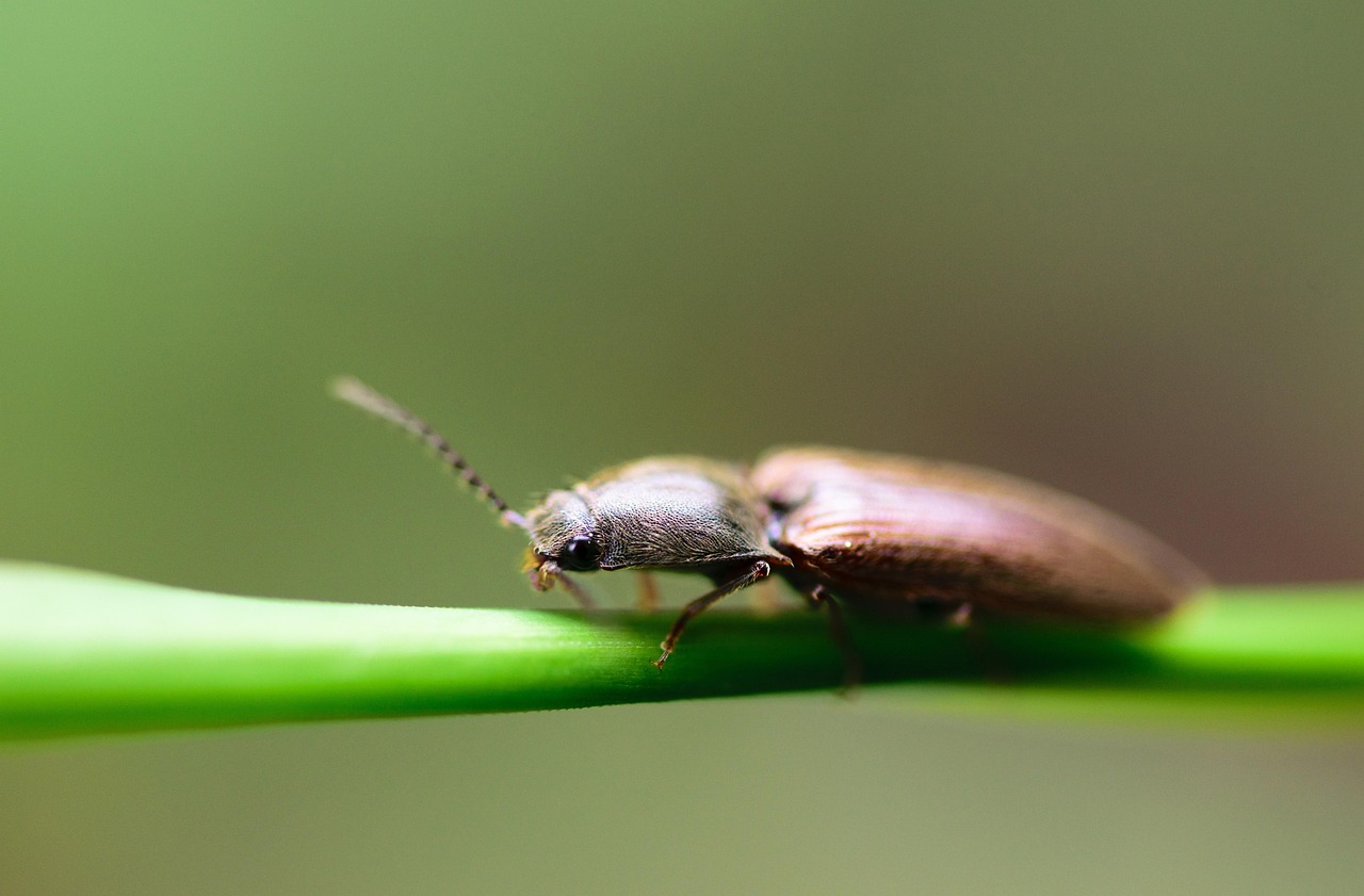 Animal Arthropod Background - Free photo on Pixabay - Pixabay