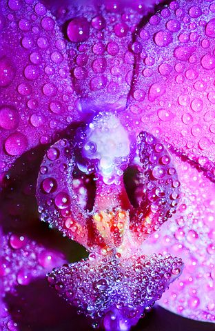 500+ Free Magenta & Pink Photos