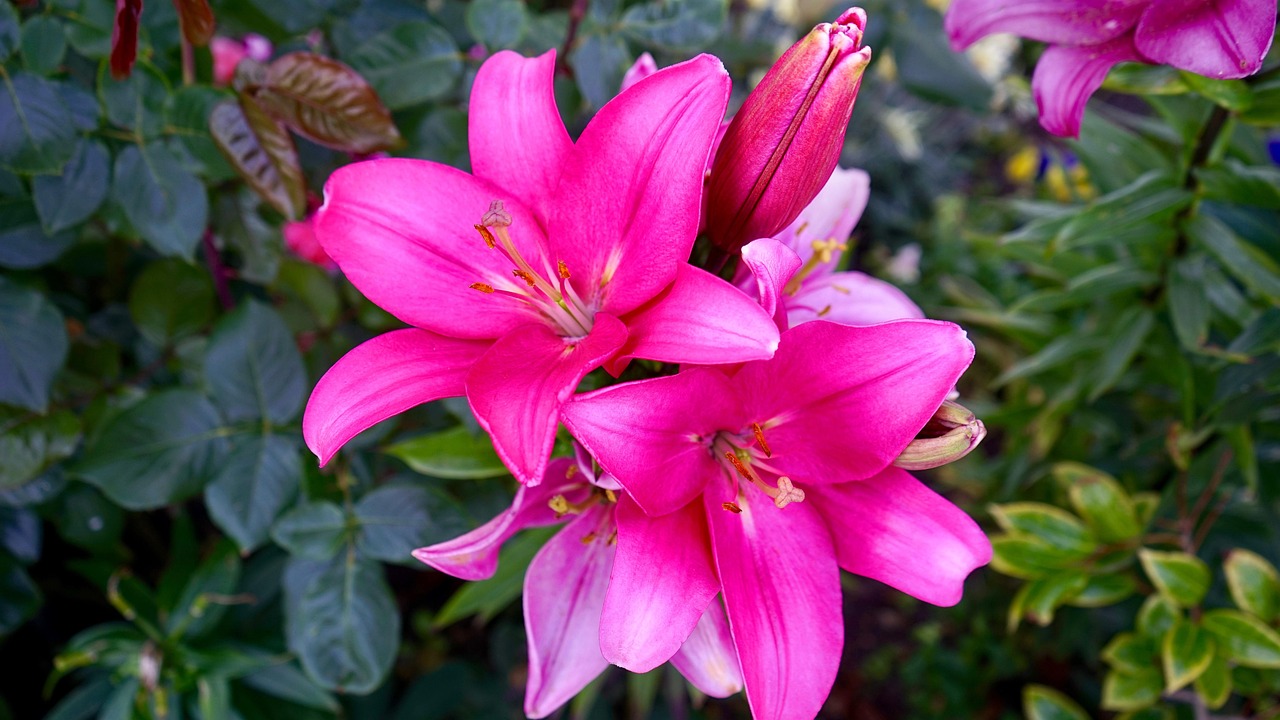 Bunga Merah Jambu Bunga-Bunga - Foto gratis di Pixabay - Pixabay