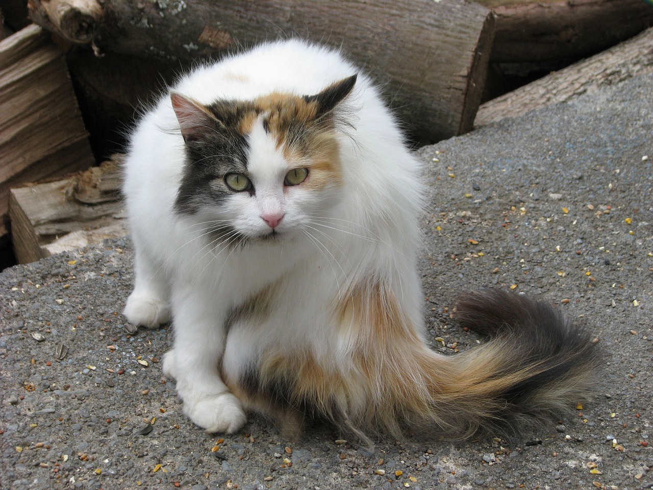 Domestic Cat Felis Catus Elizabeth - Free photo on Pixabay - Pixabay
