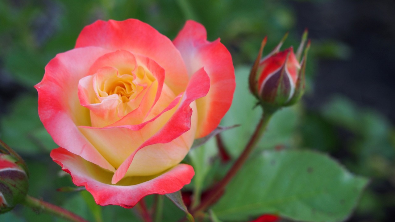 Rose Flower Blooms - Free photo on Pixabay