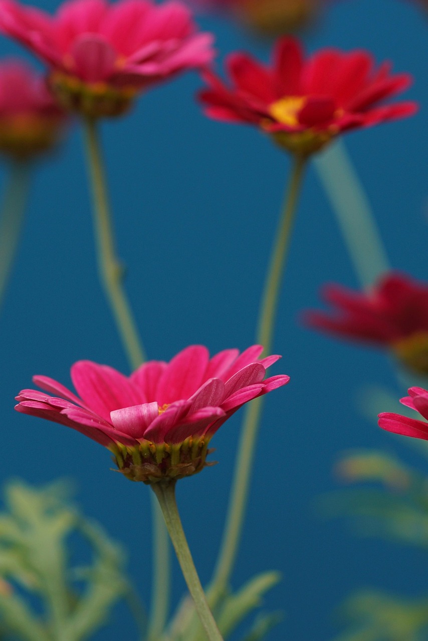 Margarite Rosa Flor De Jardim - Foto gratuita no Pixabay - Pixabay