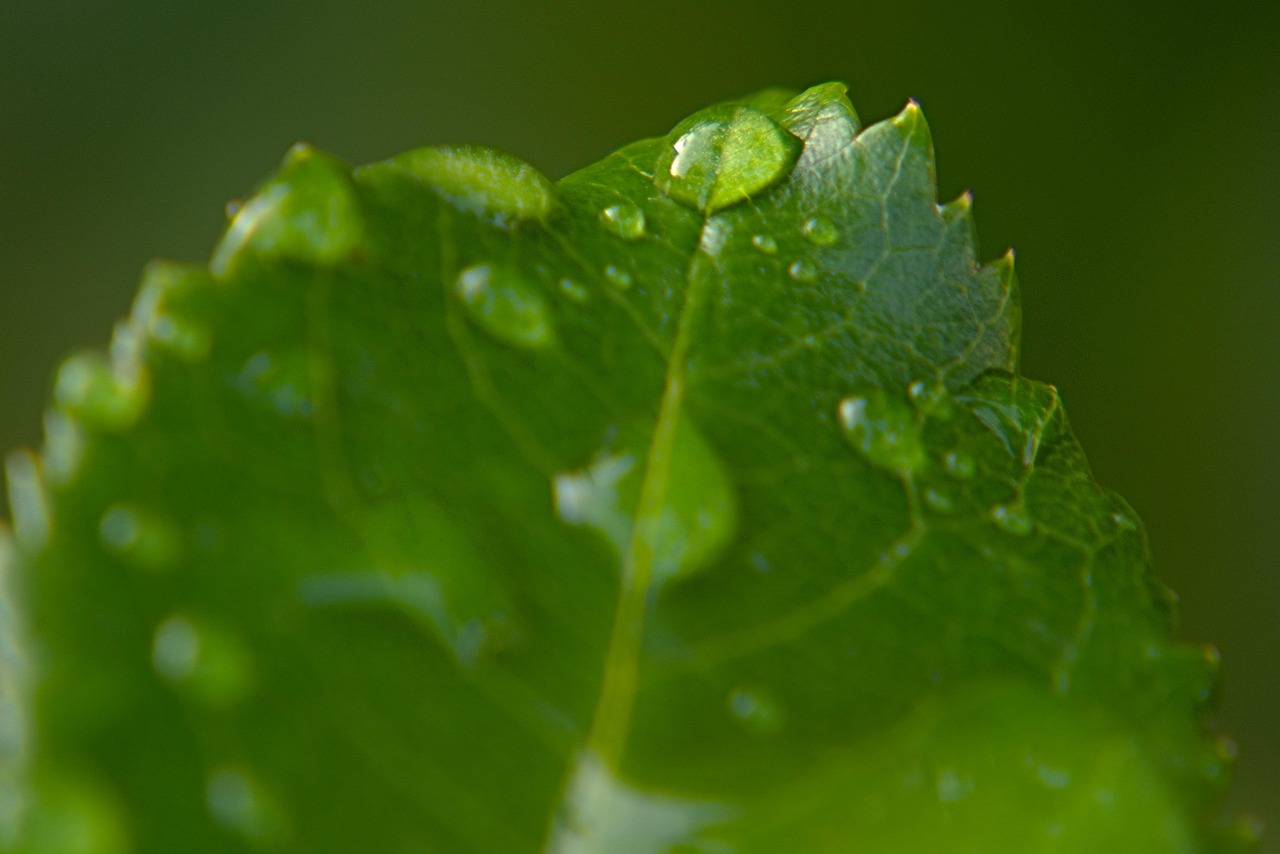 Waterdrop Drops Leaf - Free photo on Pixabay - Pixabay