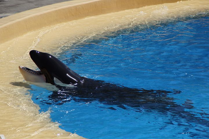 90+ kostenlose Orca und Wal-Bilder