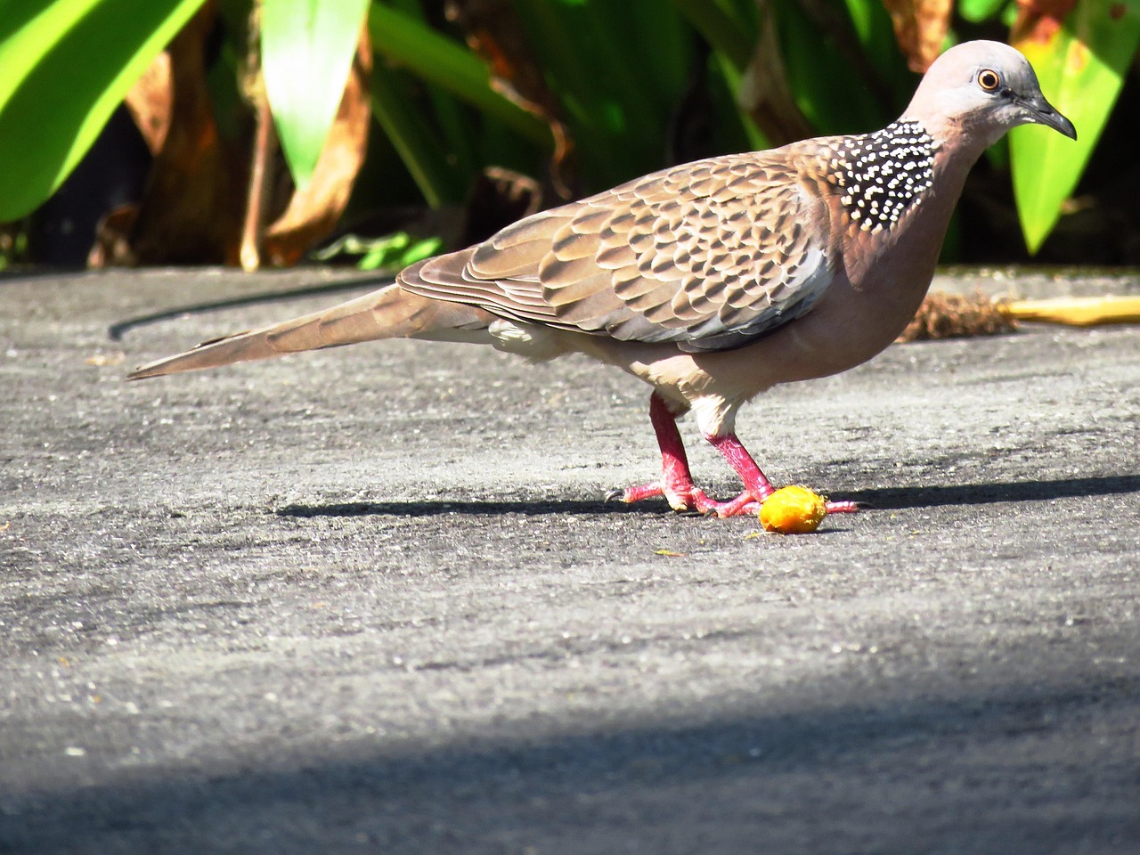 Paloma Manchada Pájaro - Foto gratis en Pixabay - Pixabay