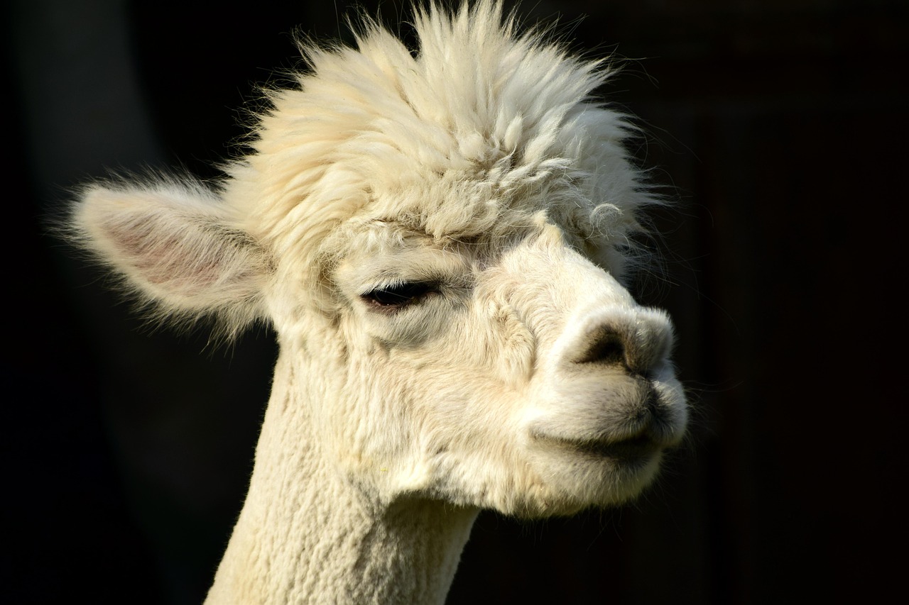 Alpaca Head Animal - Free photo on Pixabay - Pixabay