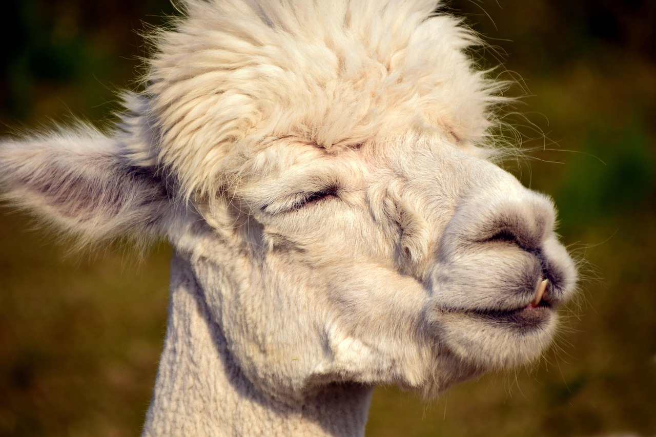 Alpaca Head Animal - Free photo on Pixabay - Pixabay