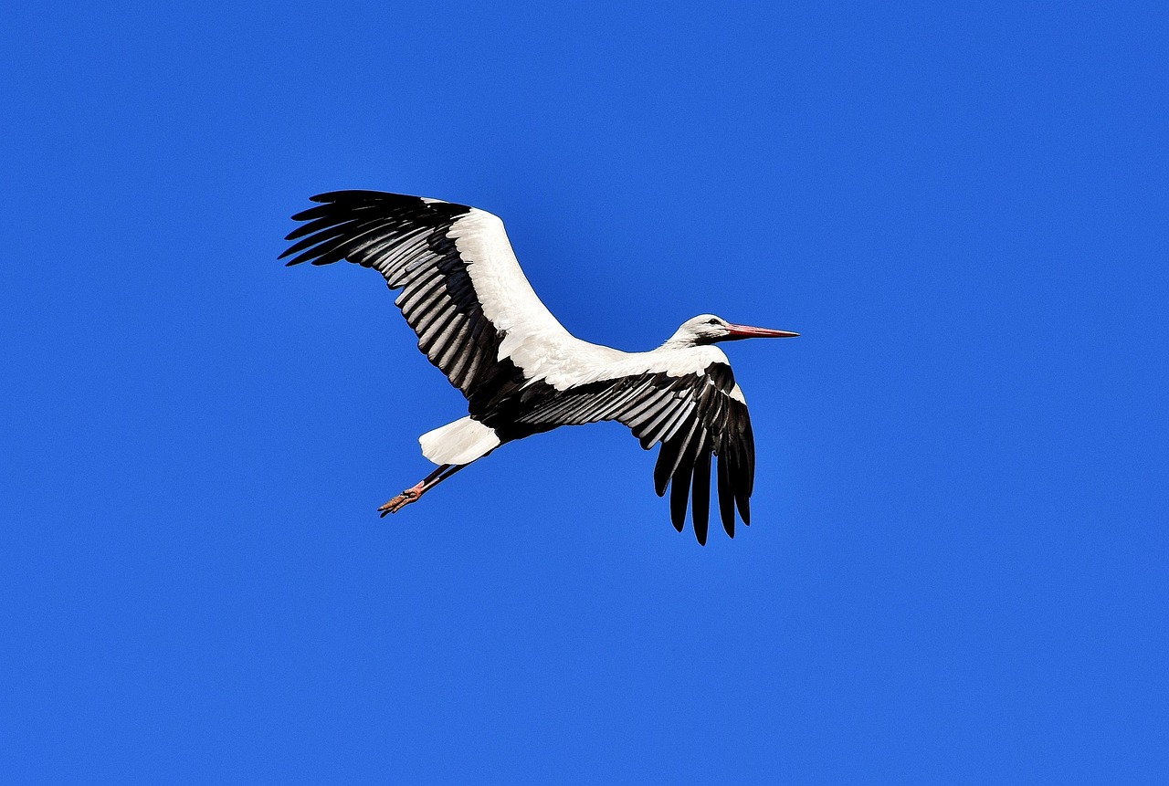 400+ Free Stork Flying & Stork Images - Pixabay