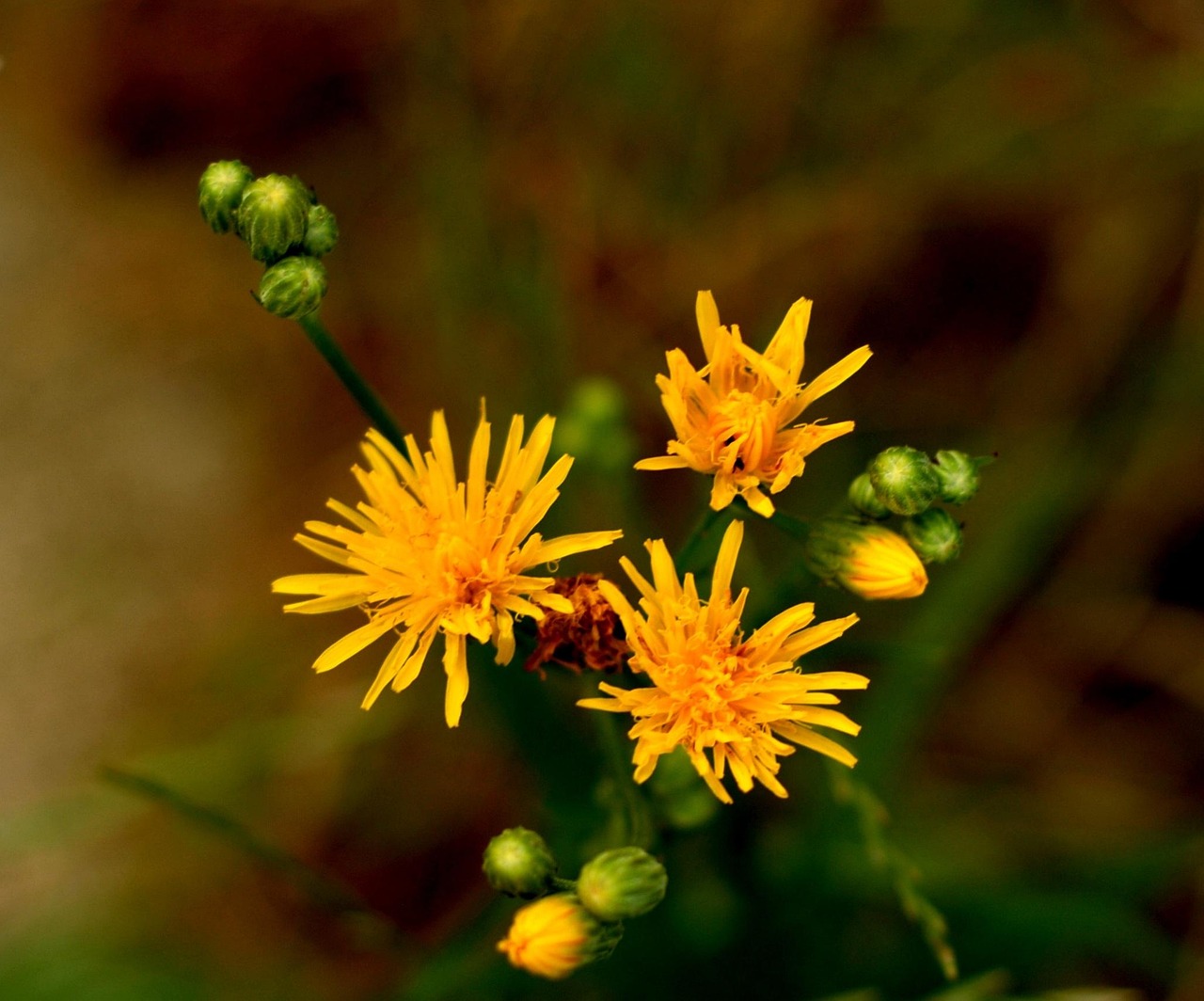 Bunga Pagi Alam Padang - Foto gratis di Pixabay - Pixabay