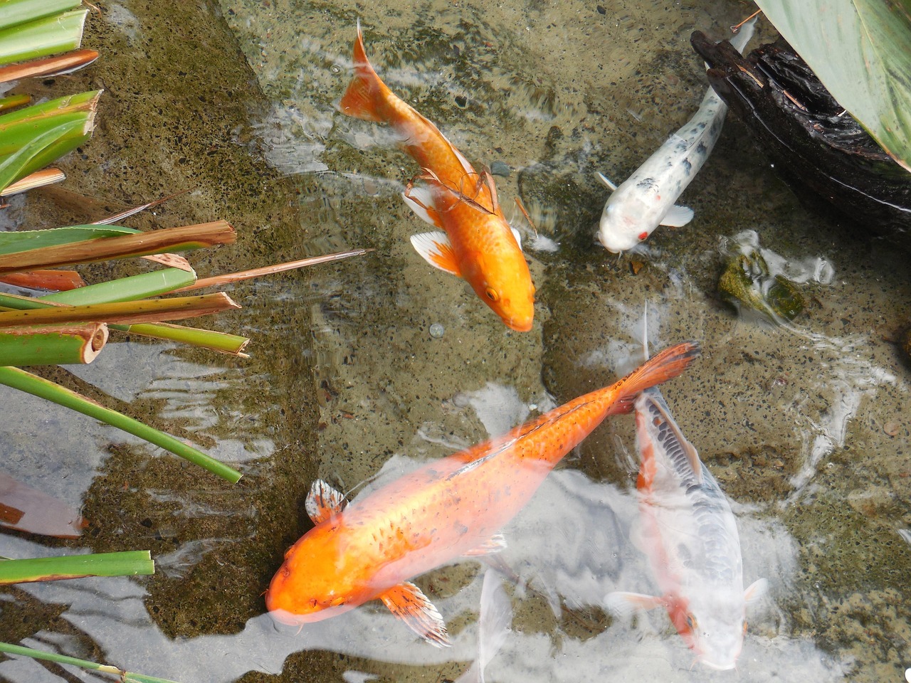 Ouro Lagoa Do Peixe Peixes Lago - Foto gratuita no Pixabay - Pixabay