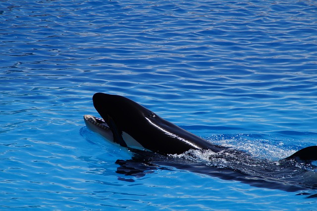 100+ Free Orcas & Nature Images - Pixabay