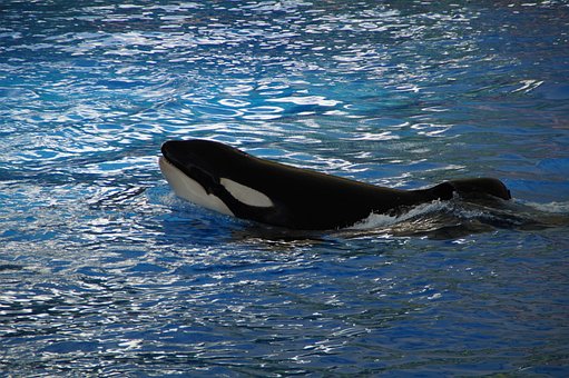 30+ kostenlose Orka & Orca Fotos - Pixabay