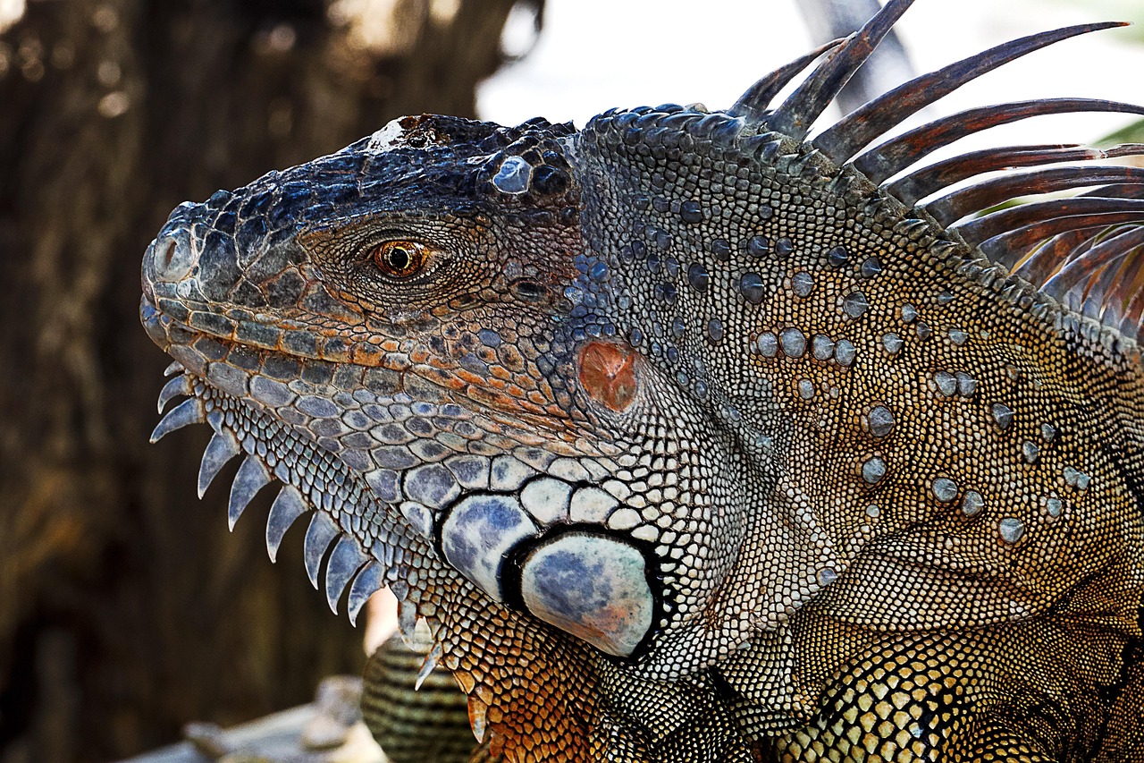 Iguana Lizard Dragon Florida - Free photo on Pixabay - Pixabay