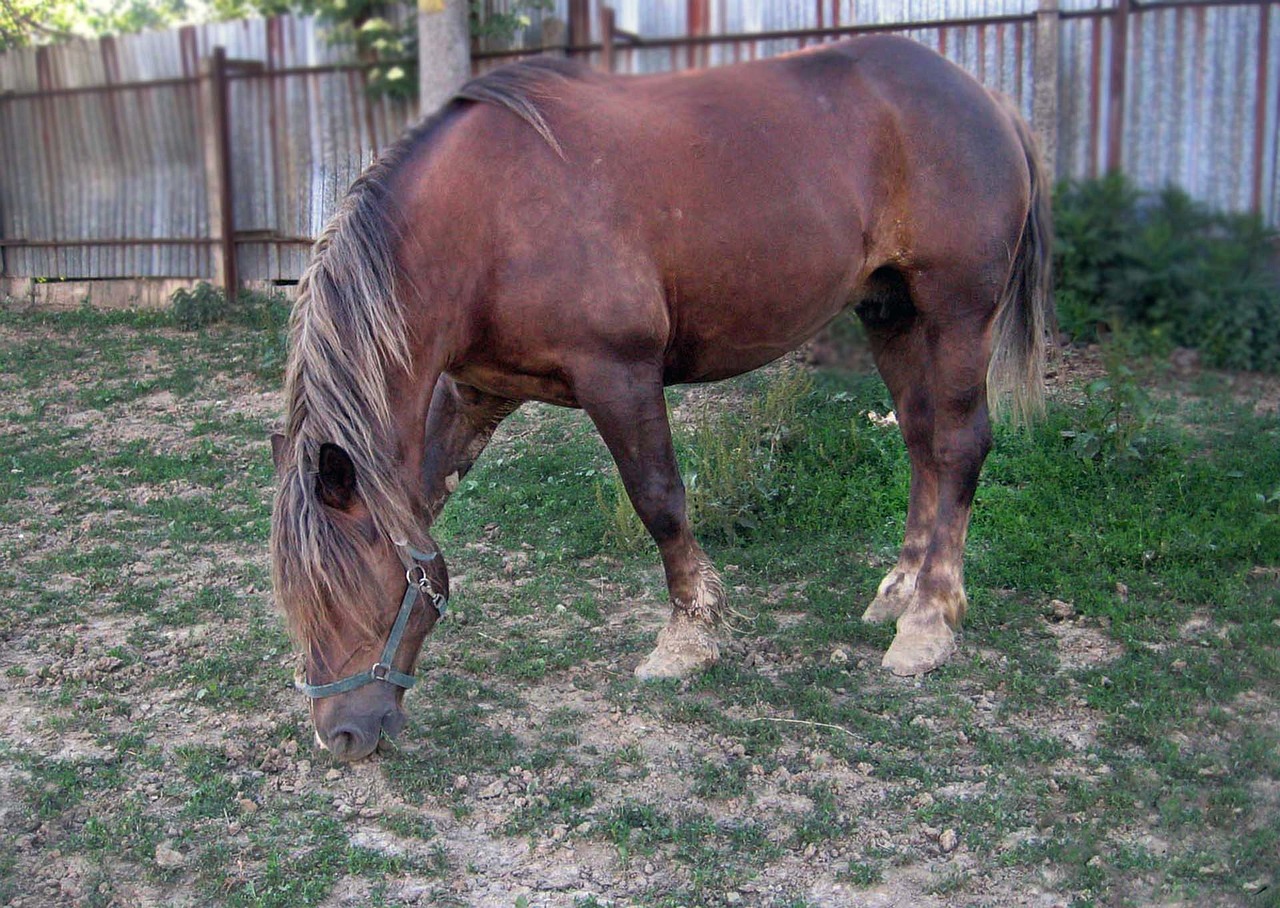 A Horse Mare Stallion - Free photo on Pixabay - Pixabay