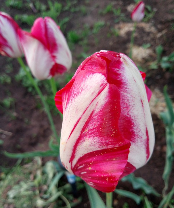 Tulip Musim Panas Bunga-Bunga - Foto gratis di Pixabay - Pixabay