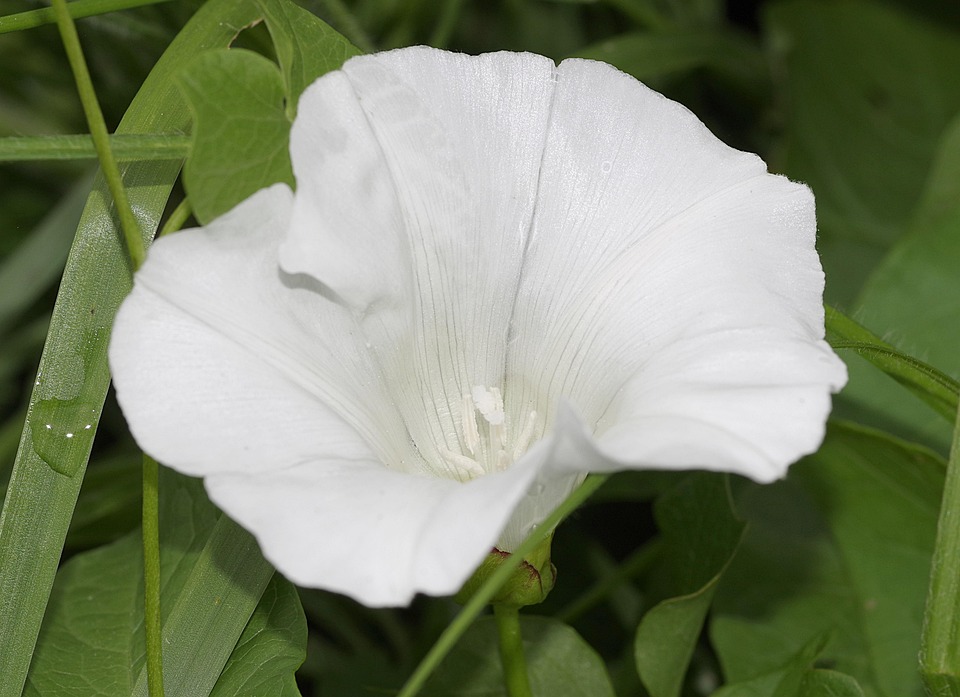 Liseron Fleur Blanche - Photo gratuite sur Pixabay - Pixabay