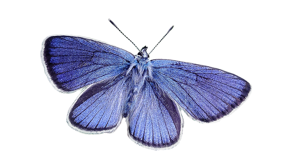 Butterfly Blue Nature - Free photo on Pixabay - Pixabay