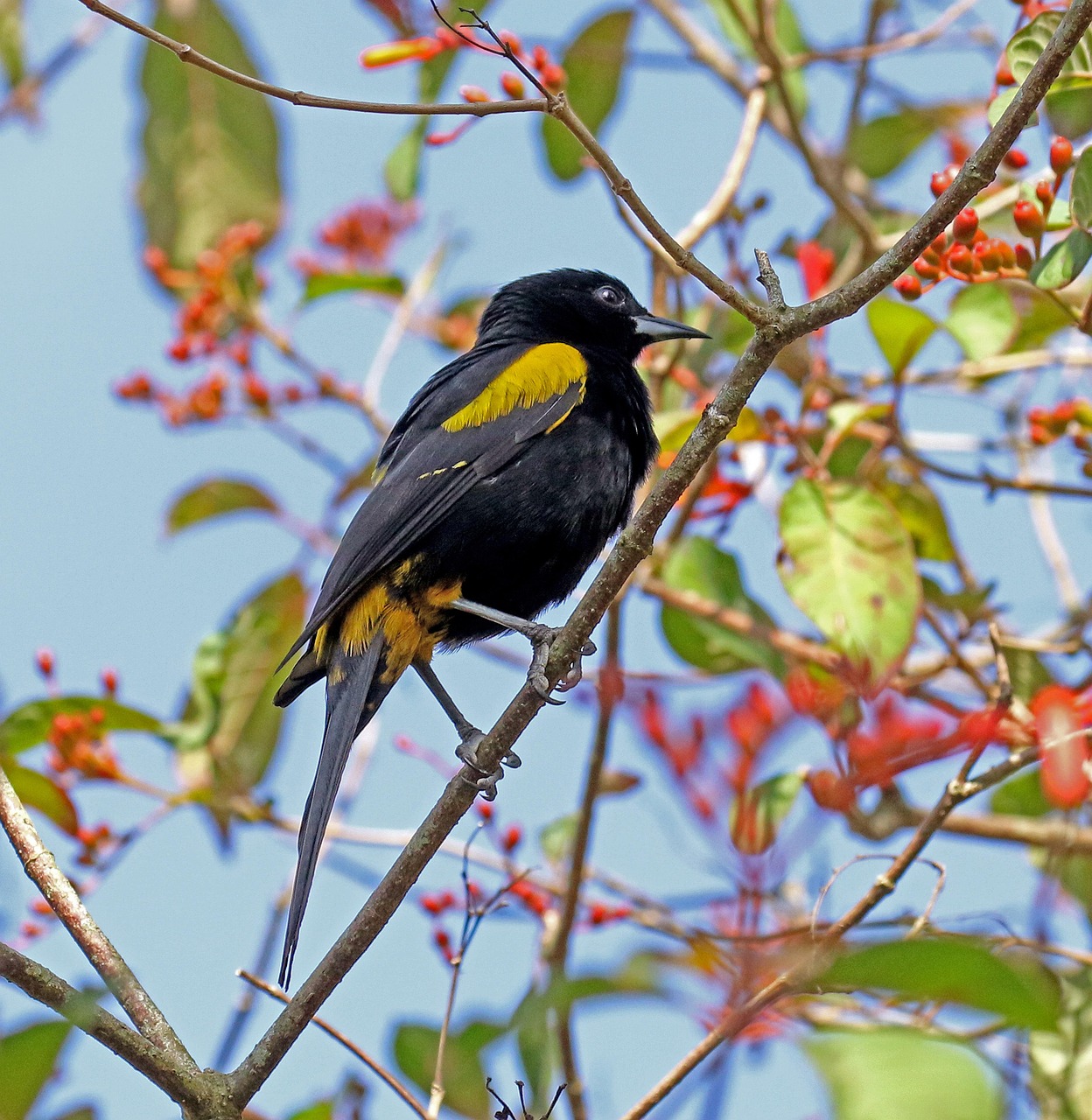 Cuban Oriole Cuba Yellow And Black - Free photo on Pixabay