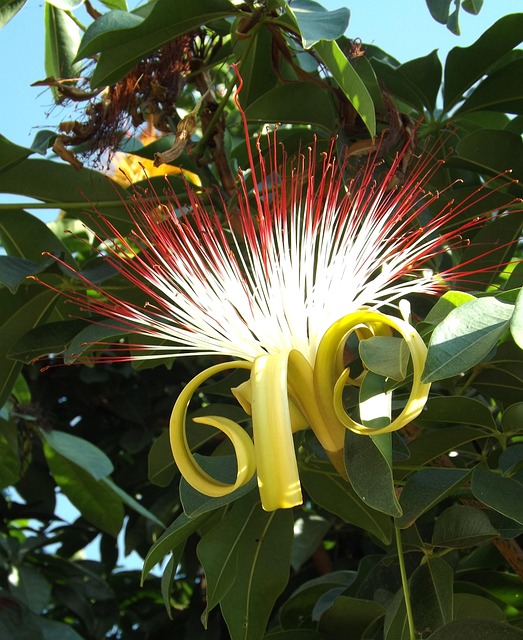 Munguba Monguba Árbol - Foto gratis en Pixabay