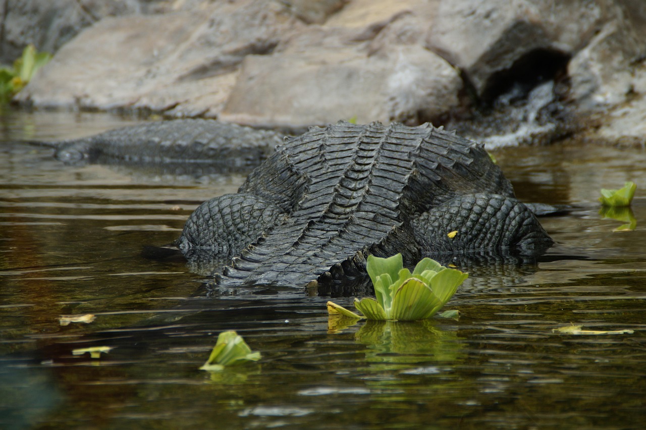 Crocodile The Back Dangerous Under - Free photo on Pixabay - Pixabay