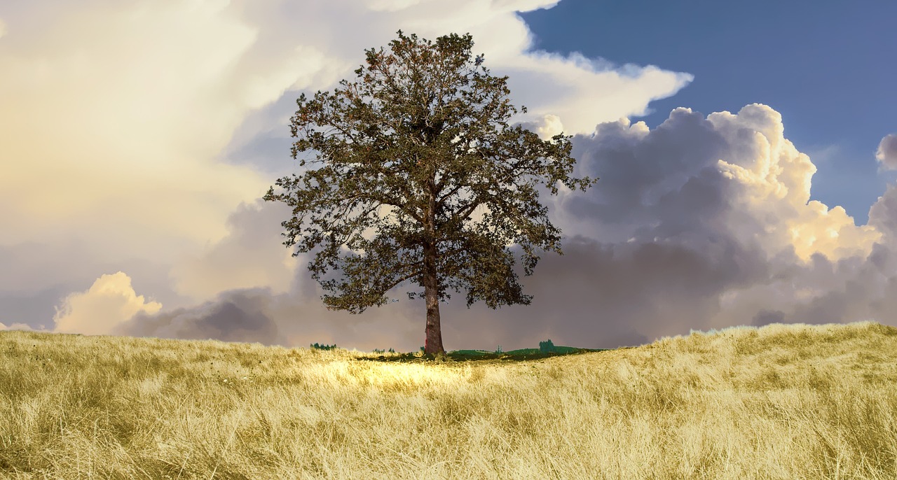 Árbol Campo Paisaje - Foto gratis en Pixabay - Pixabay