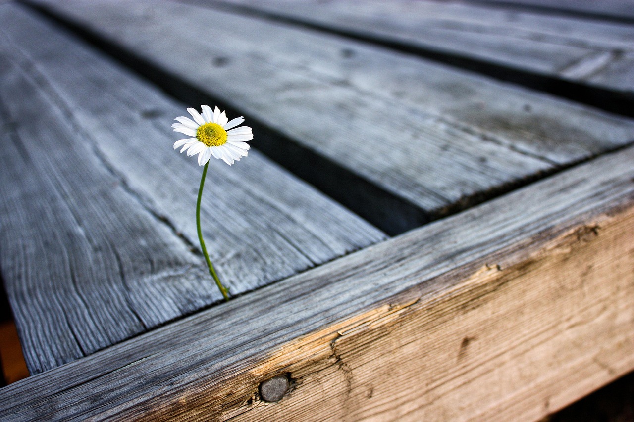 1,000+ Free Single Flower & Flower Images - Pixabay